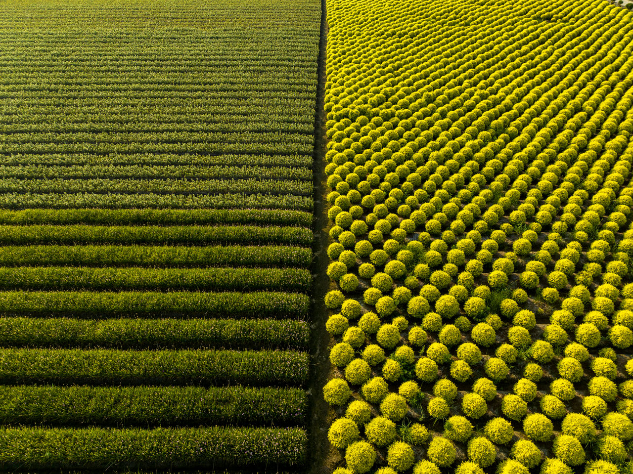 Chart in Focus: Is growth investing still dominating? | Wellington US Institutional